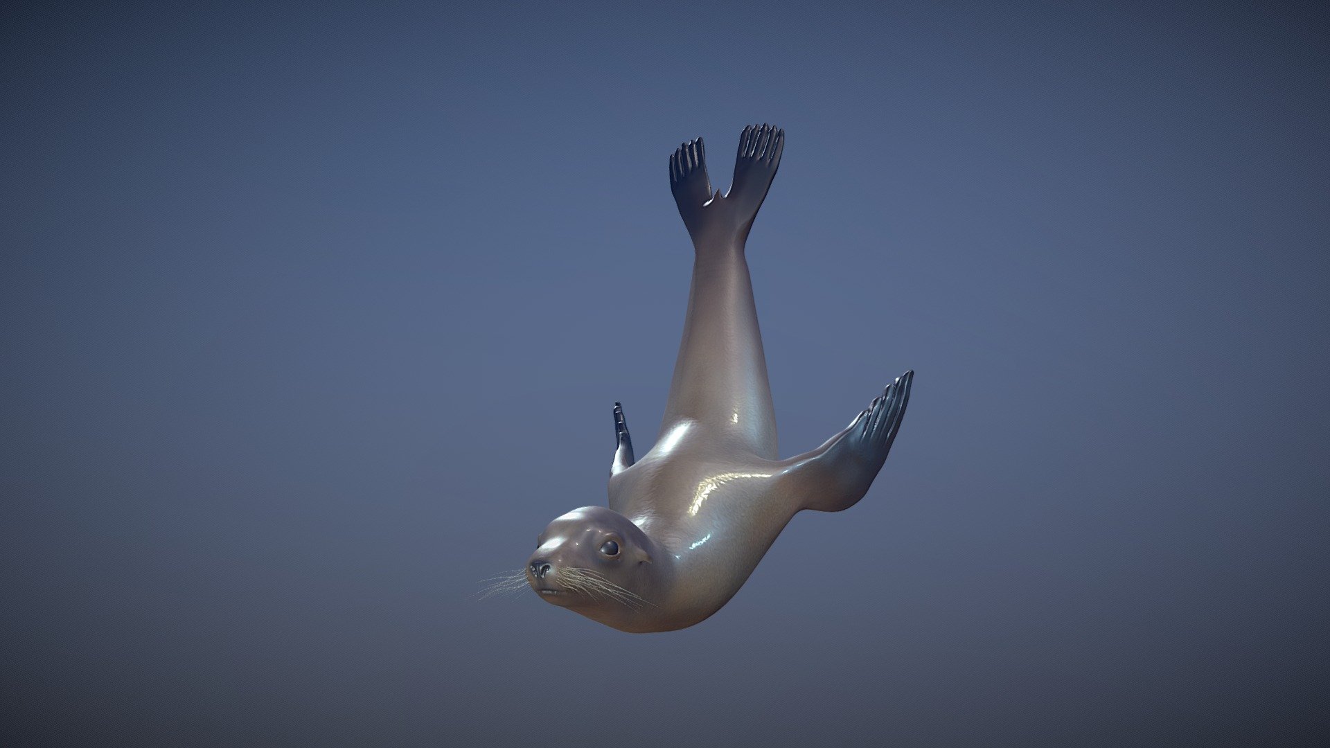 Sea Lion - 3D model by jennklee [f14ad80] - Sketchfab