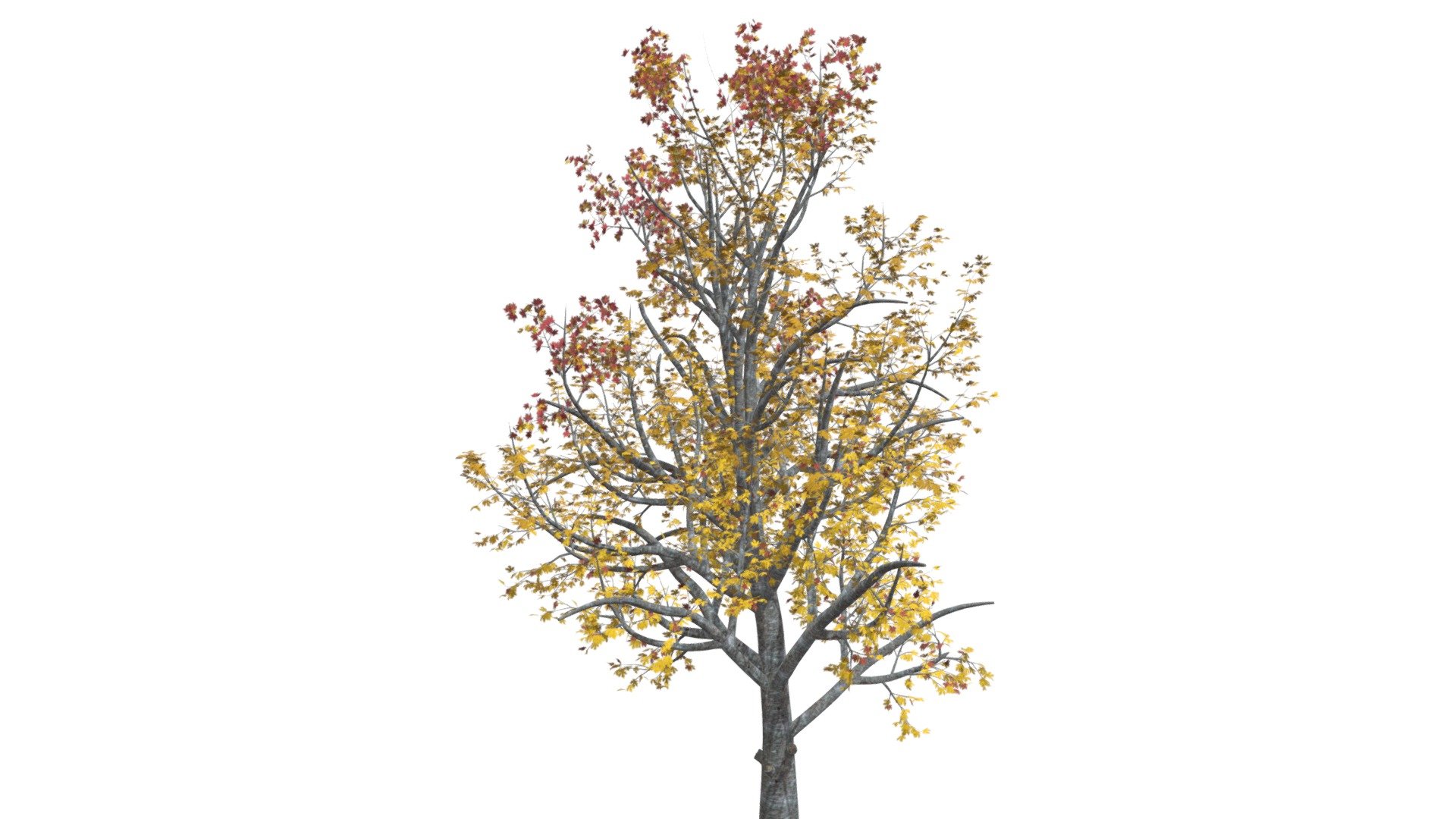 Mountain Maple Tree (Fall) #05 - Buy Royalty Free 3D model by meshshape ...