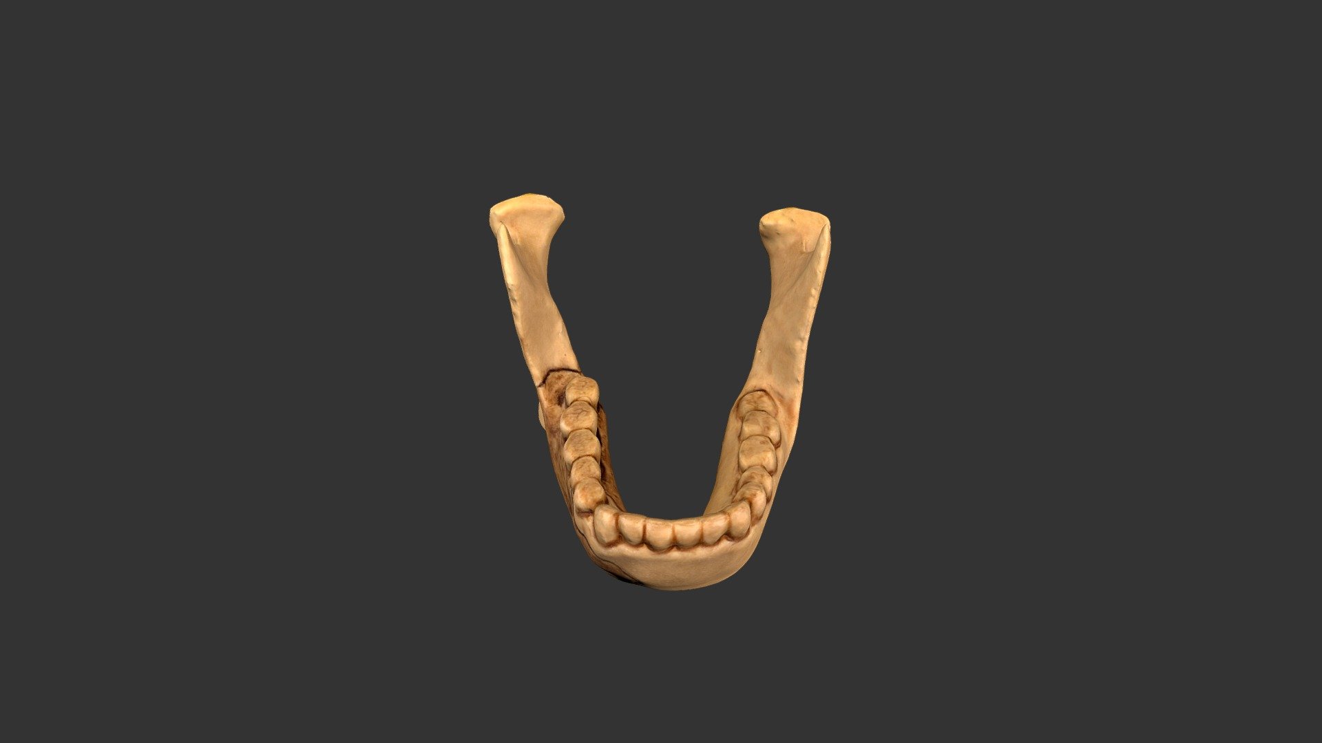 Homo erectus (2501.1rp3-2) - mandible - 3D model by RLA Archaeology ...