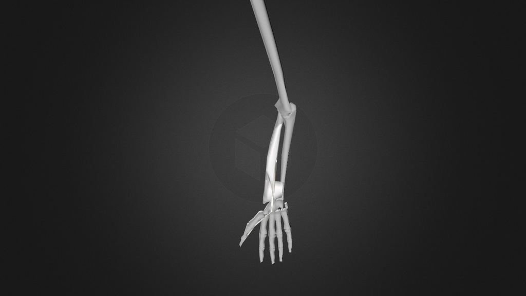ForearmPQFPL - 3D model by AnthonyCodd [f15464d] - Sketchfab