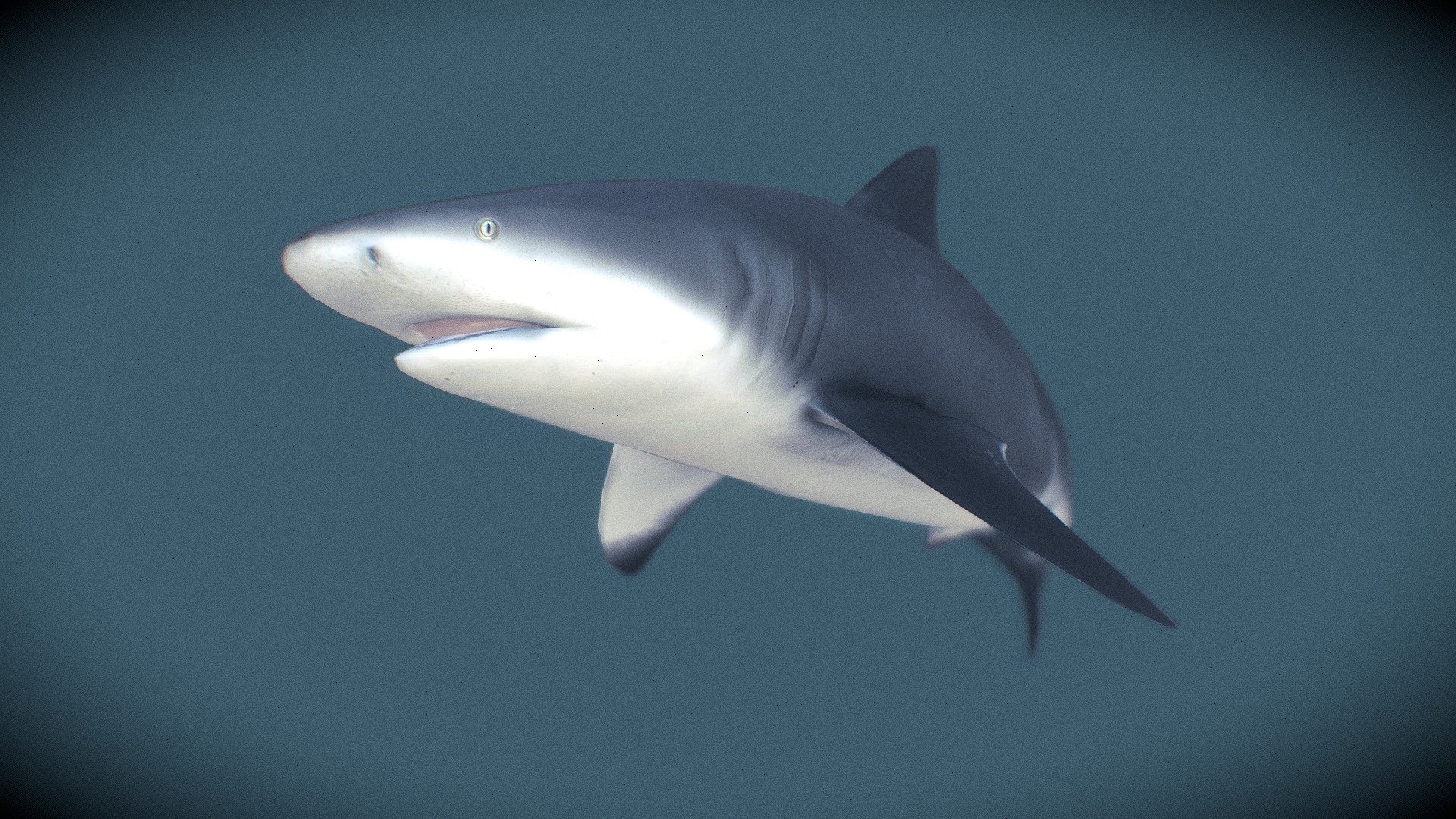 bull shark - the reef - 3D model by Major (@majorgalah) [f164879 ...