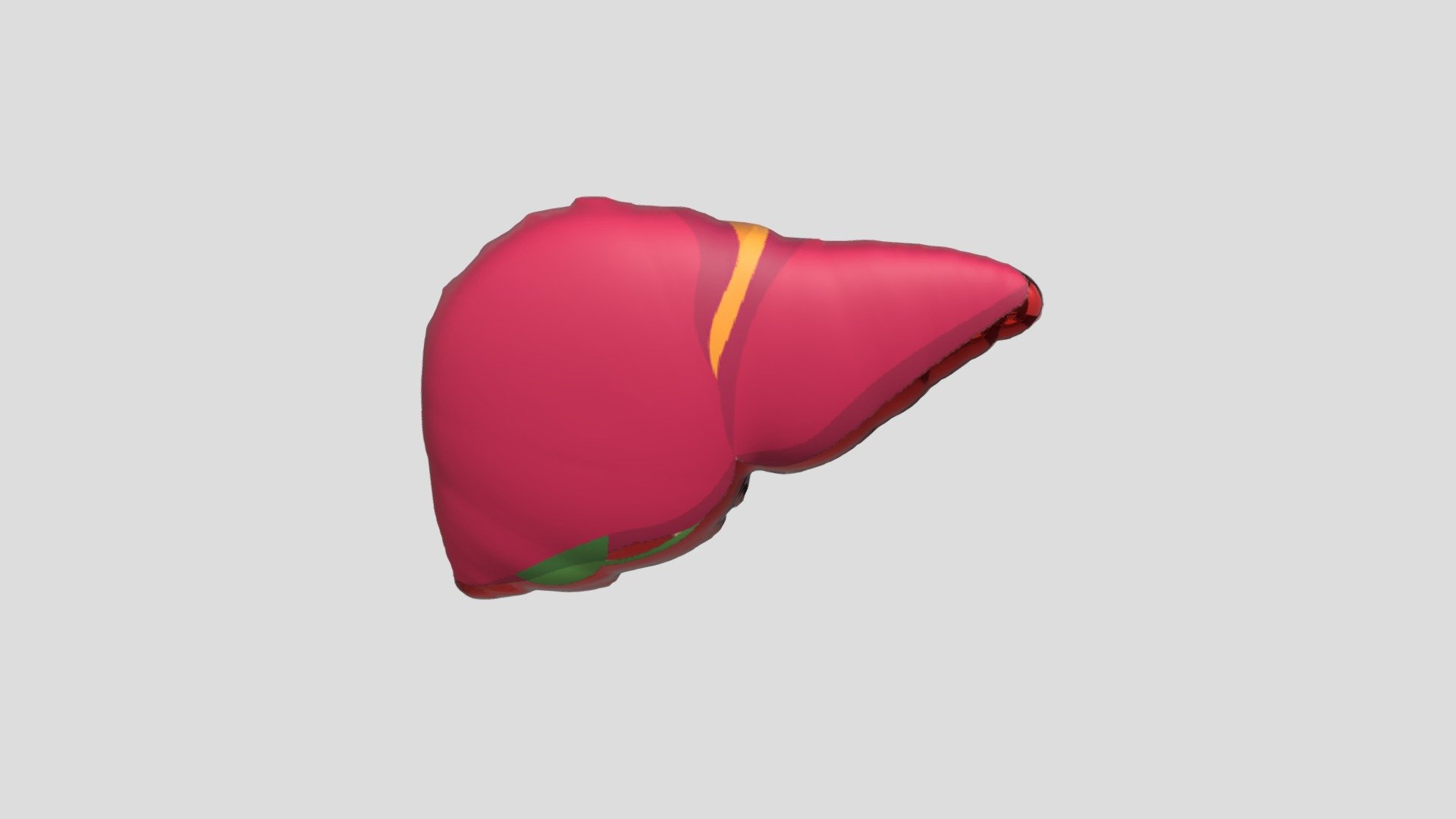 LIVER1 - Download Free 3D model by burhan0204 [f167540] - Sketchfab