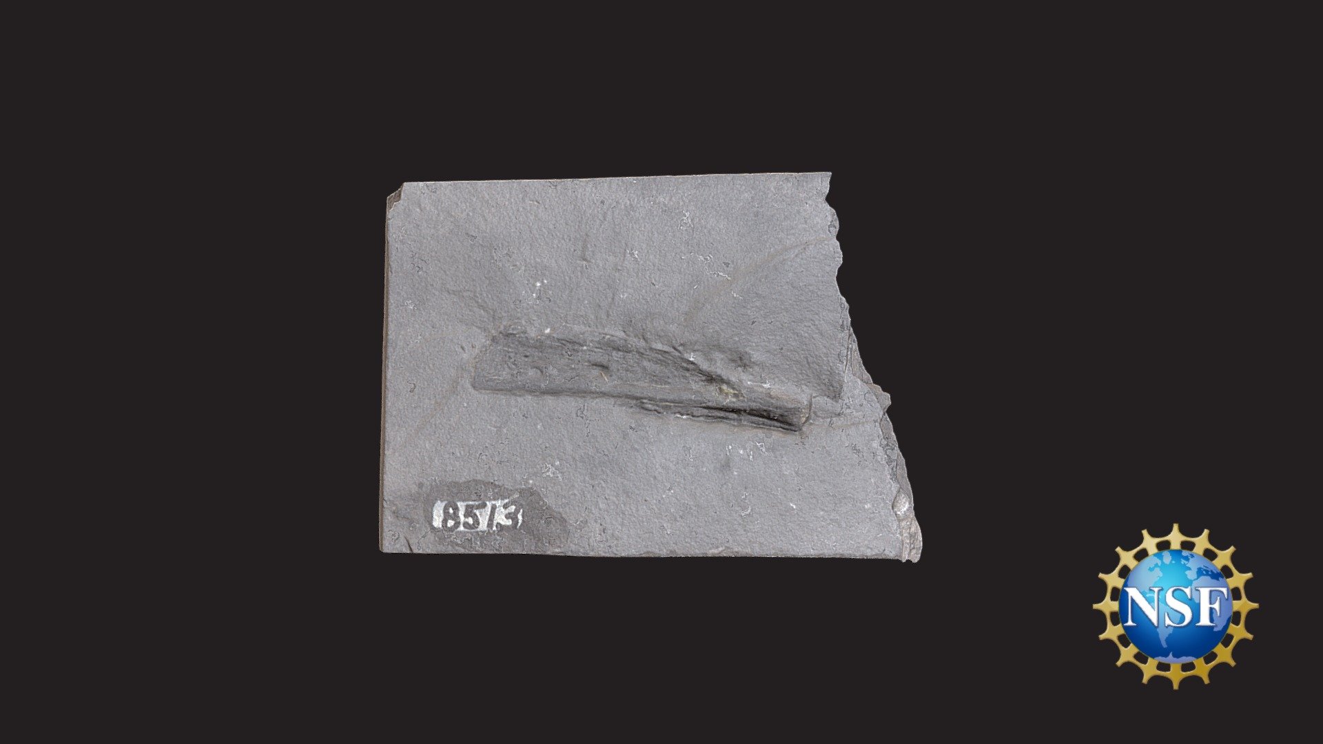 CMNH 8513 Micro Arthrodire Infragnathal - 3D model by Cleveland Museum ...