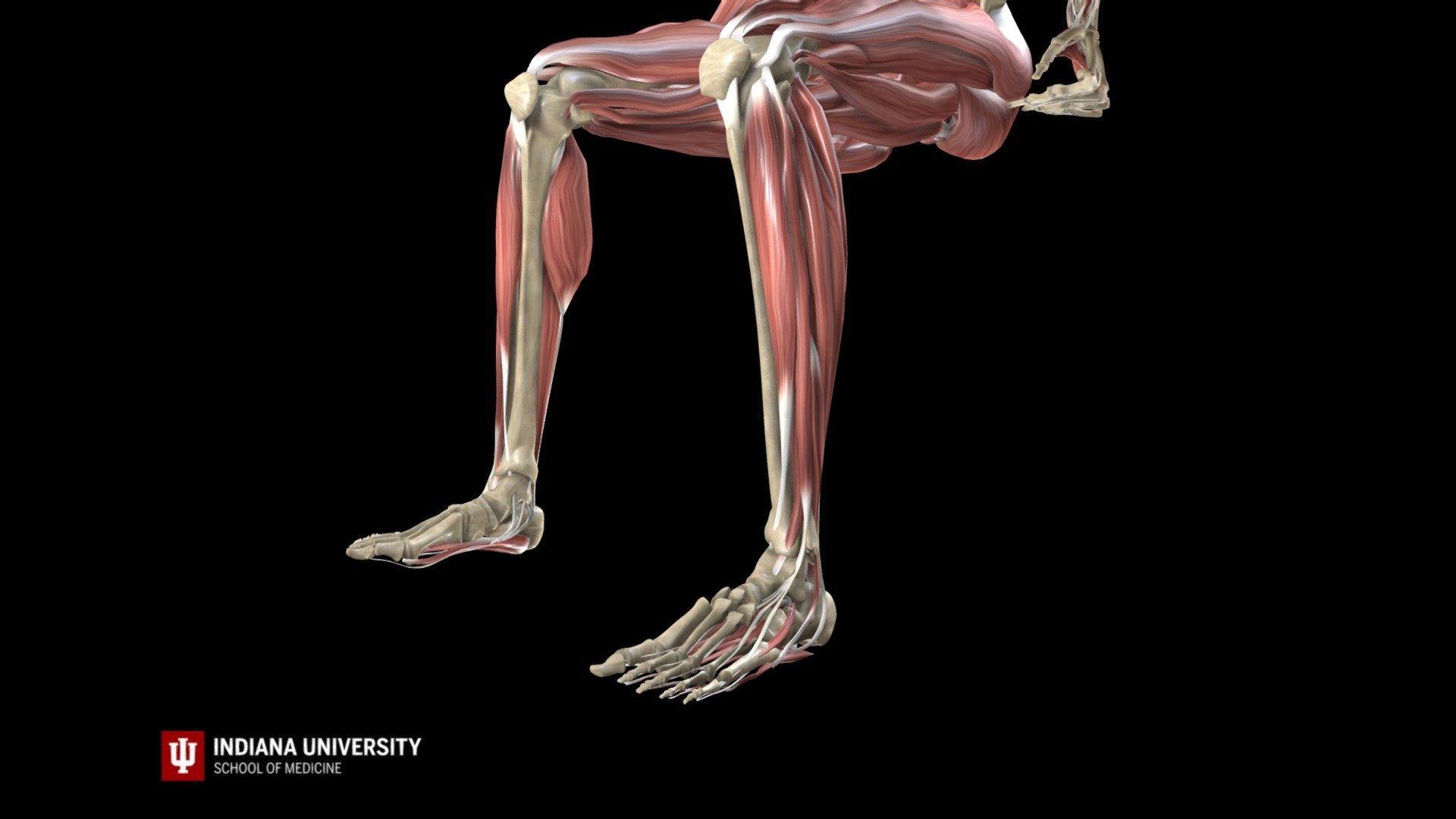 Ankle External Rotation - Female - 3D model by IU Indianapolis ...