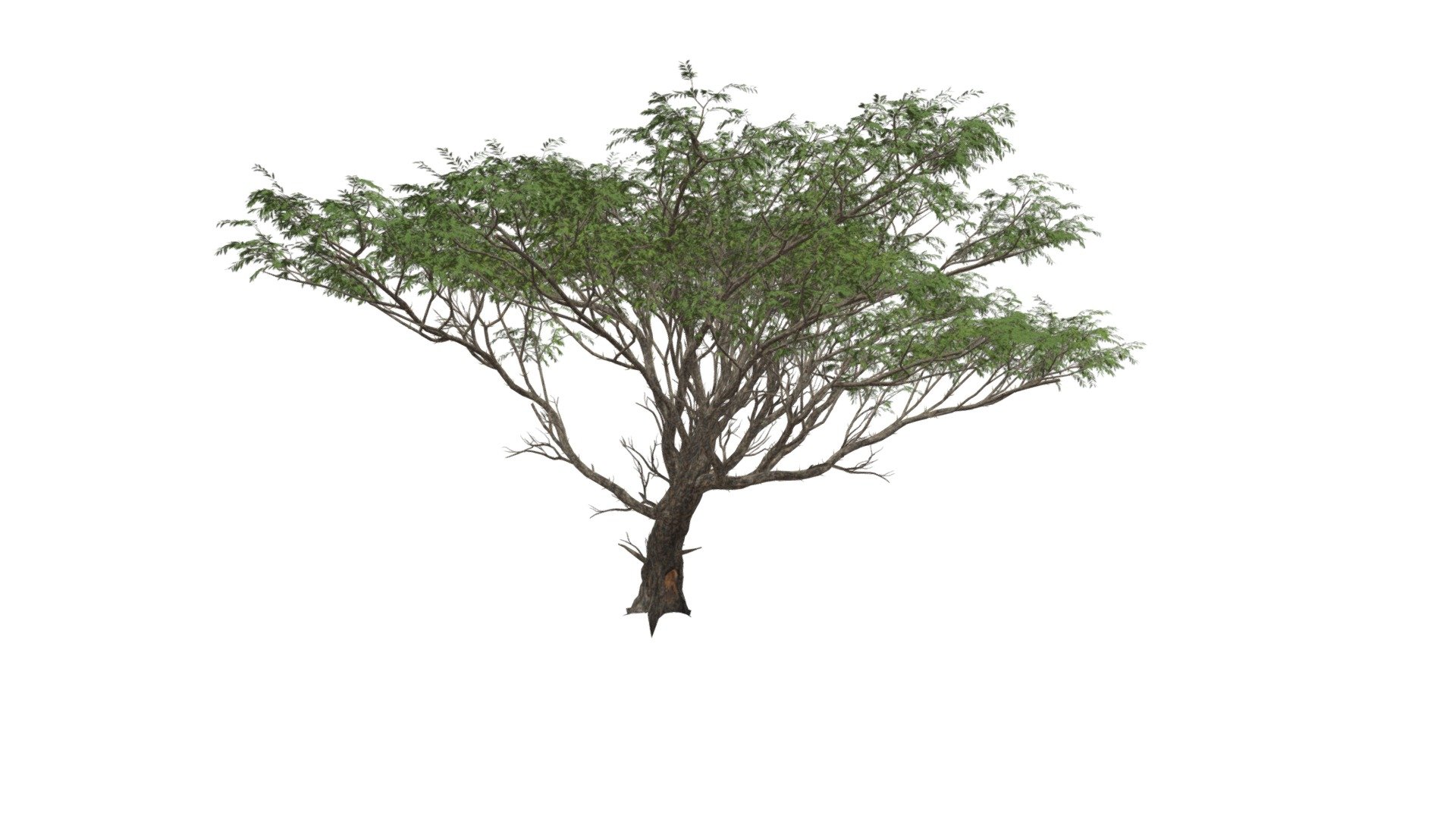 Acacia Tree #07 - Buy Royalty Free 3D model by meshshape [f16c972 ...
