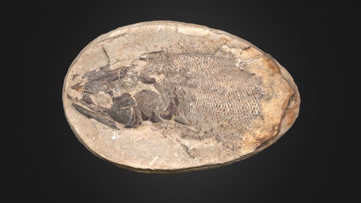 Fossil-fish 3D models - Sketchfab