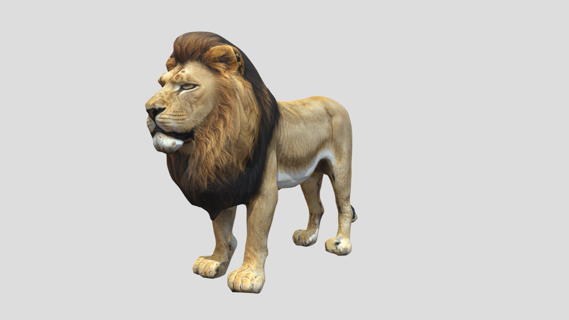 lion - 3D model by Avr (@avrraj7) [f17c88b] - Sketchfab