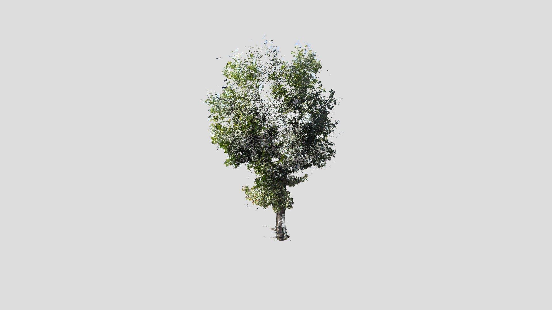 tree13 Liquidambar formosana - 3D model by Nodai_Kunii_Lab (@mmsroadsidetree) [f1819e3] - Sketchfab