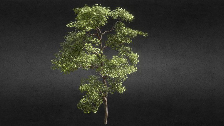 Realistic-tree 3D models - Sketchfab