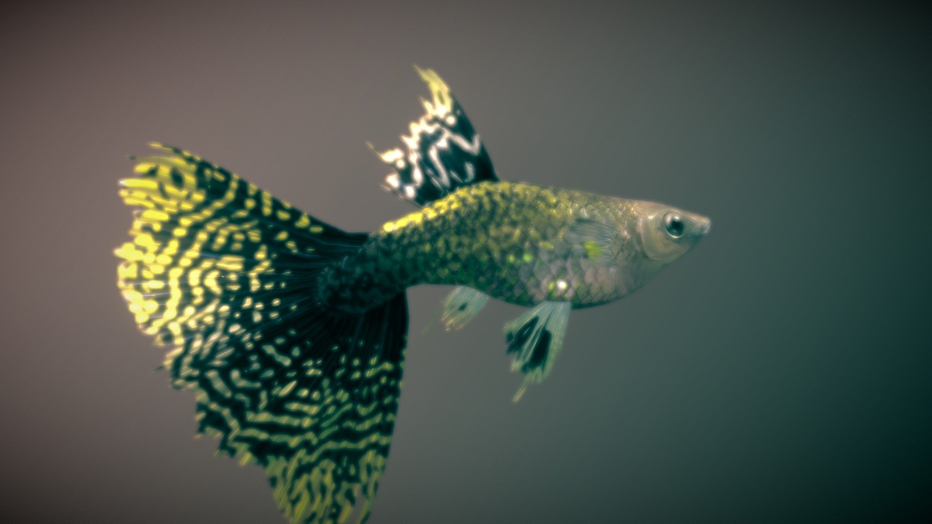 Guppy — Cobra Leopard ♂ - Buy Royalty Free 3D model by NestaEric ...