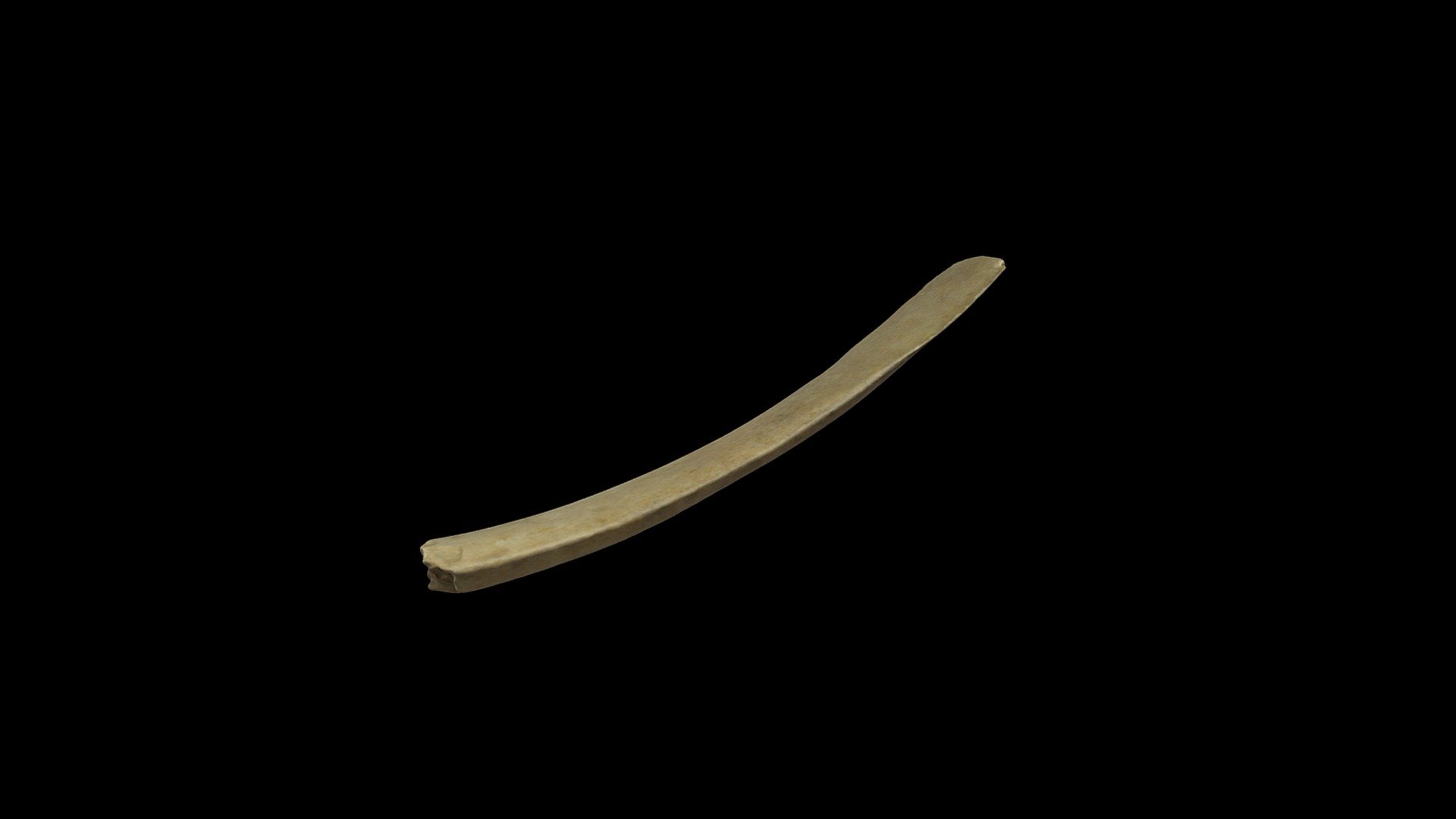 Cattle Rib Fragment - 3D model by MDOTarchaeology [f18d5de] - Sketchfab