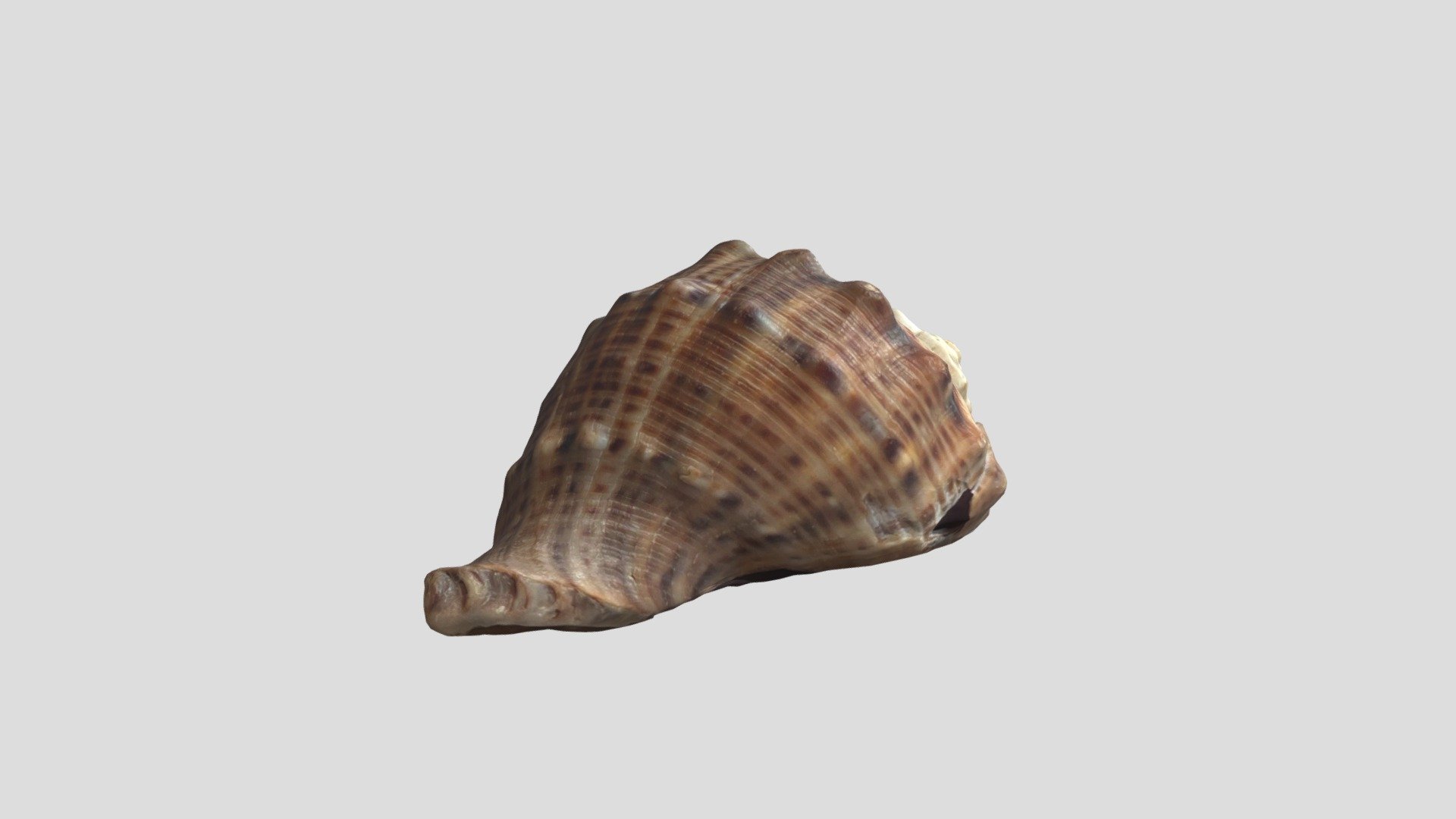 Seashell - Download Free 3D model by dilium [f1958f7] - Sketchfab