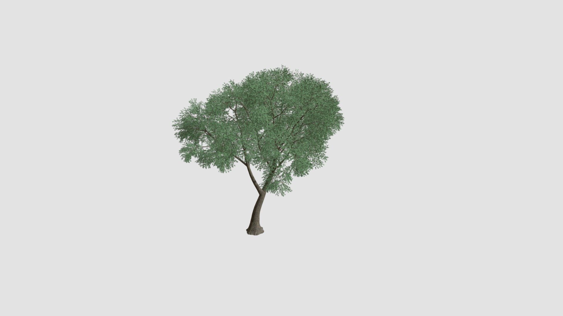 tree - Buy Royalty Free 3D model by Evermotion [f19a4d7] - Sketchfab Store