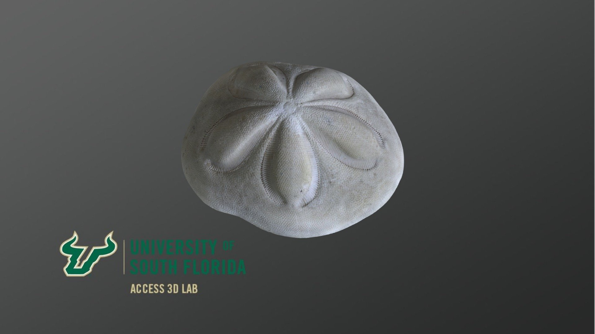 Echinoid - 3D model by access3d [f1a2727] - Sketchfab