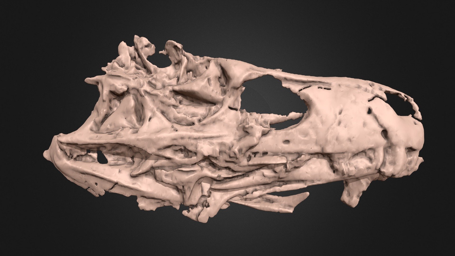 Gnathovorax Skull - Download Free 3D model by Olof Moleman ...