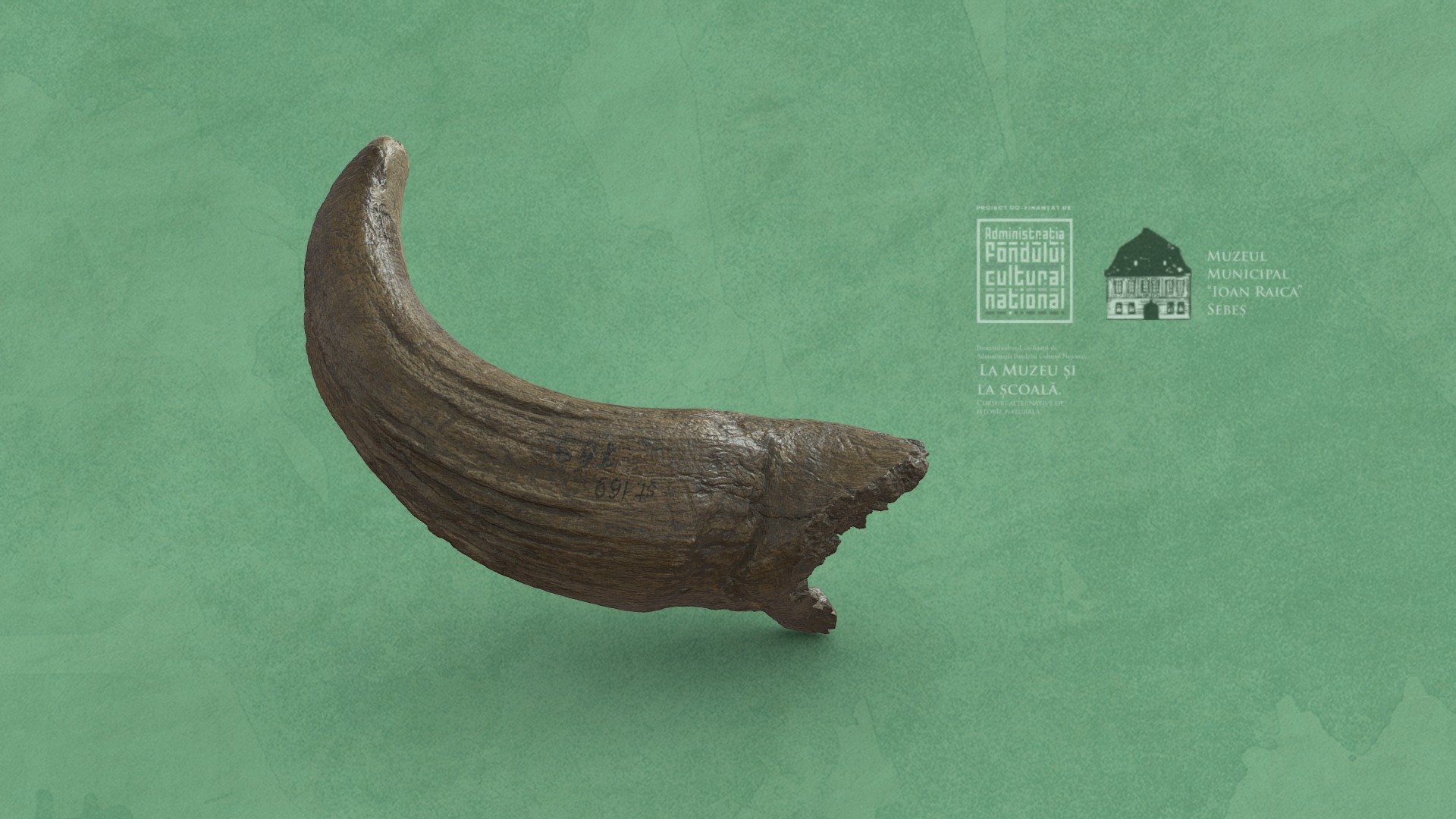 Bos primigenius – Bourul - 3D model by Muzeul Municipal Sebes ...