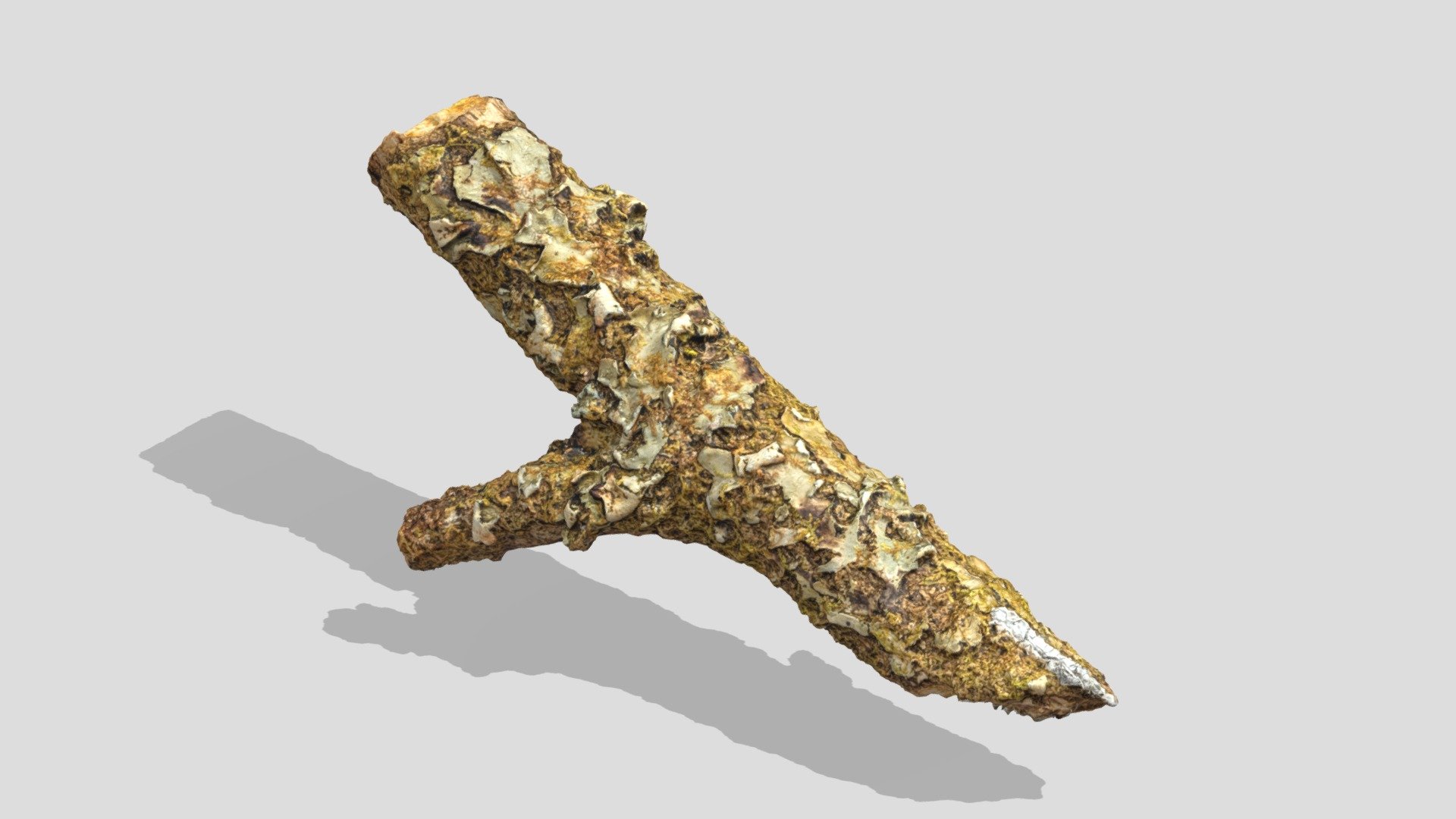 Peltigera collina - Download Free 3D model by thomasbarlow [f1b17de ...