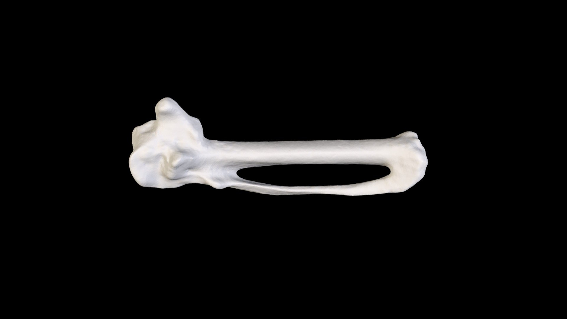 Kākāpō (Strigops habroptilus) carpometacarpus - 3D model by Auckland ...