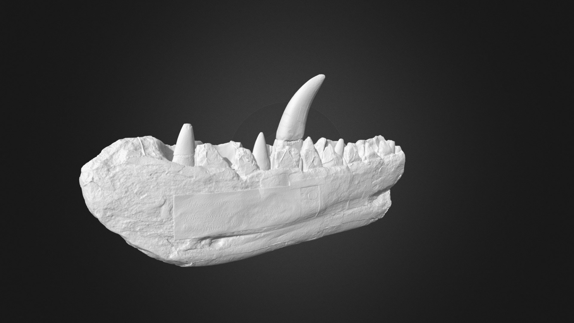 Geol. Soc. Coll._3879_ Megalosaurus_dentary STL - 3D model by 3d ...