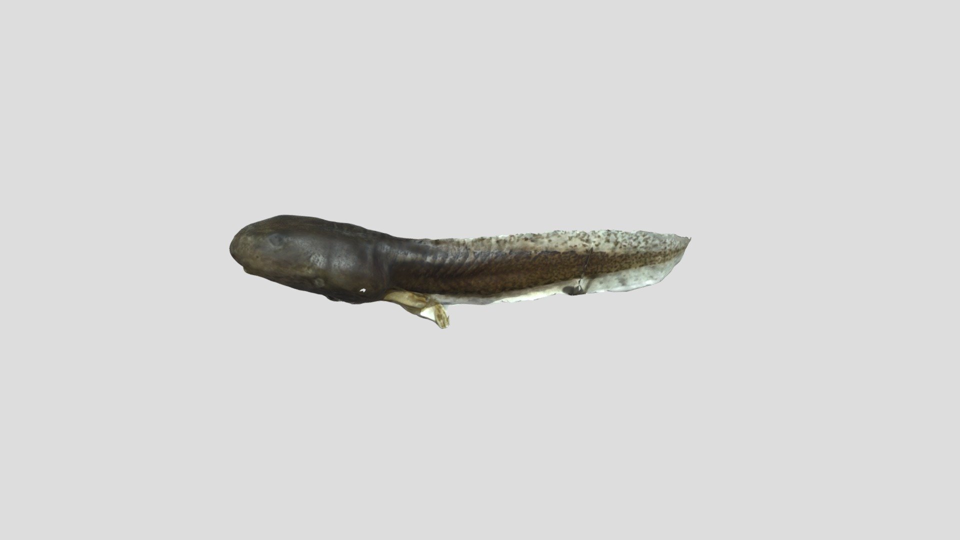 Hyloscirtus lynchi - 3D model by sebasplata [f1b3f7f] - Sketchfab