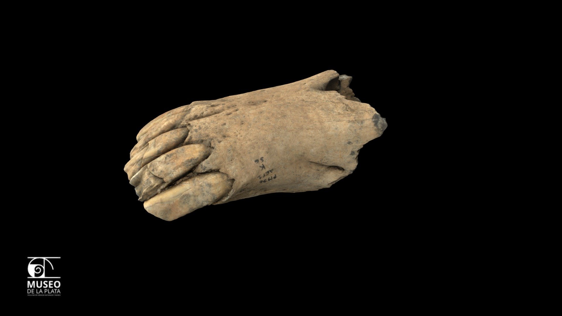 Hippidion de Piedra Museo (AEP1.K.56) - 3D model by Museo de La Plata ...