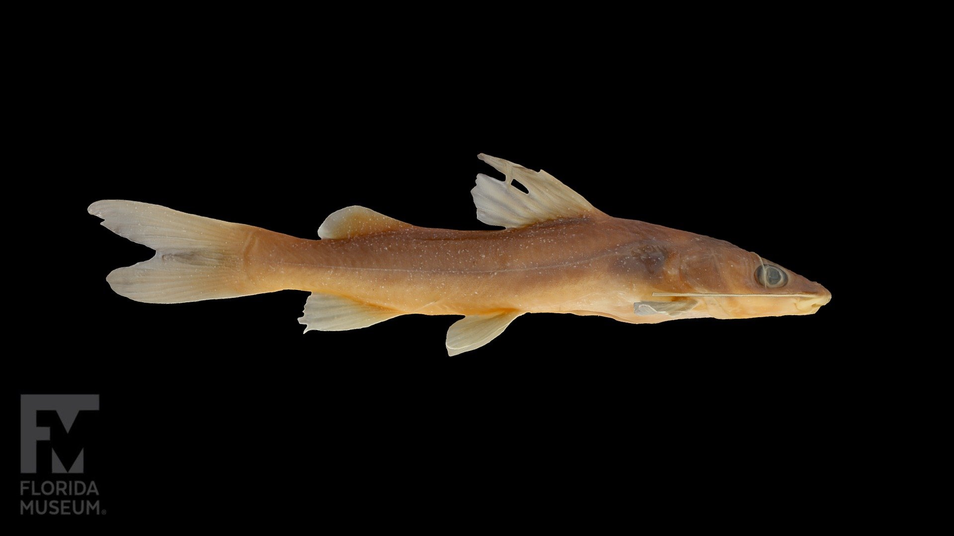 Catfish, Bagridae - 3D model by FloridaMuseum [f1bb8e0] - Sketchfab