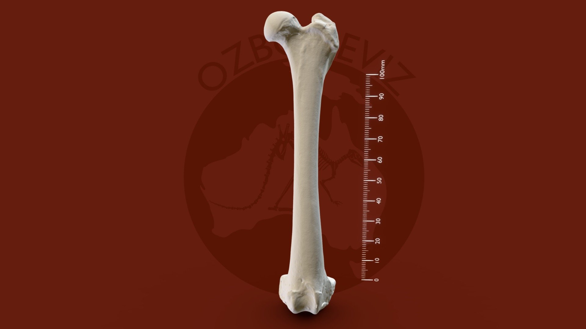 Domestic dog femur - 3D model by Ozboneviz [f1beb86] - Sketchfab
