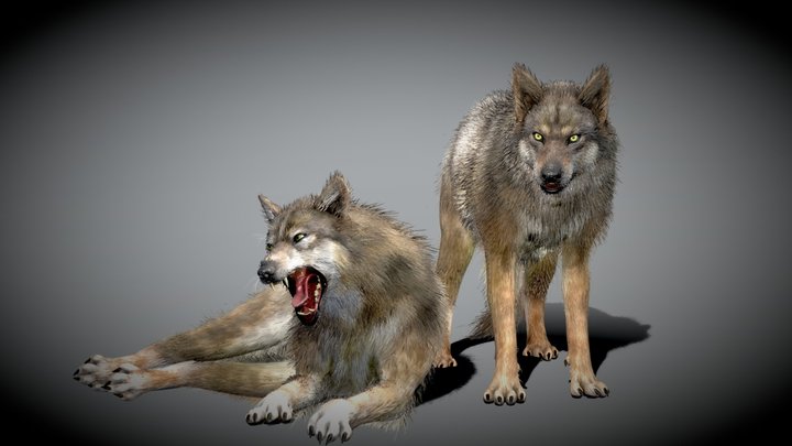 Wolf 3D models - Sketchfab