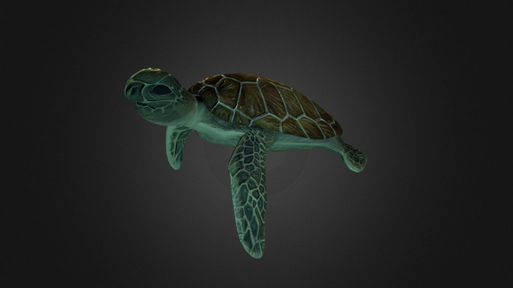 turtle - 3D model by Syaiful Fathah (@ipul) [f1c25ae] - Sketchfab