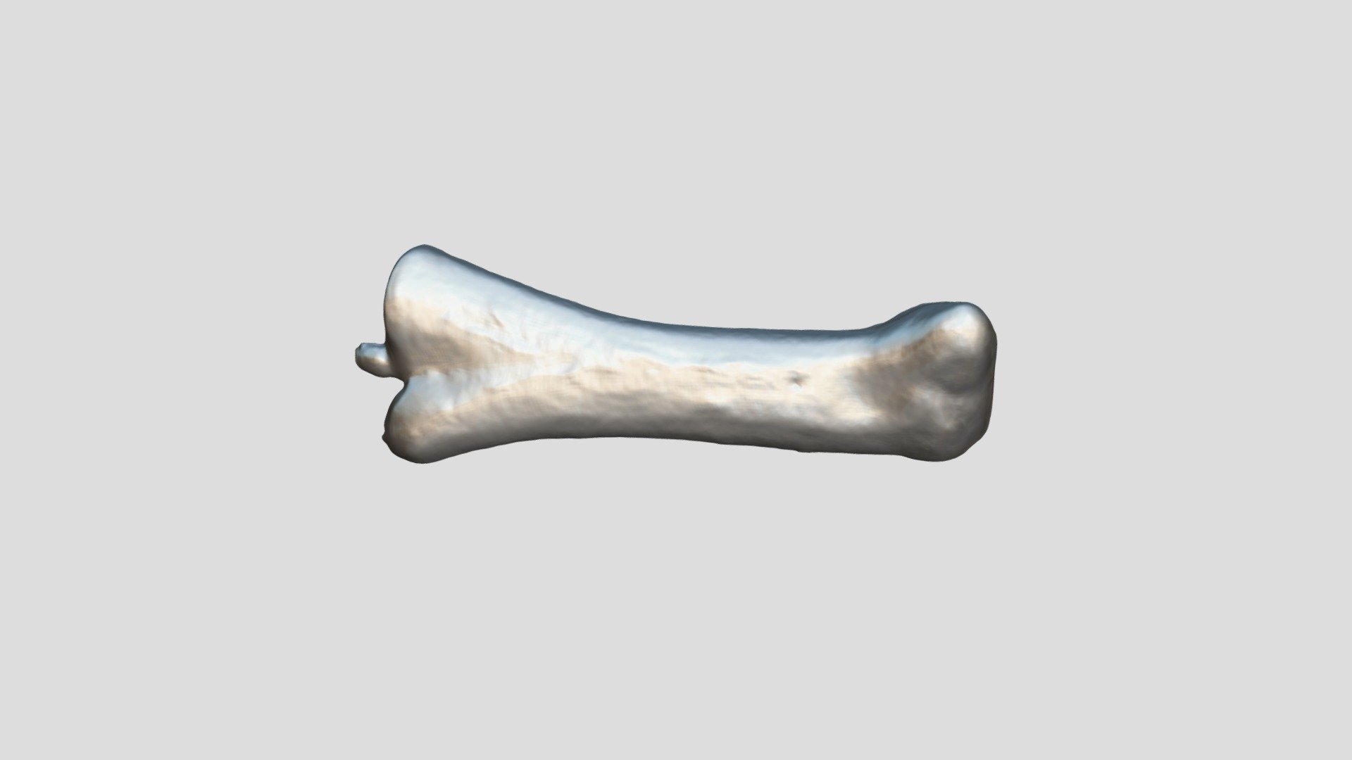 Palmer Mastodon Kit R Femur Pt 2 (VCU_3D_5587) - 3D model by Virtual ...