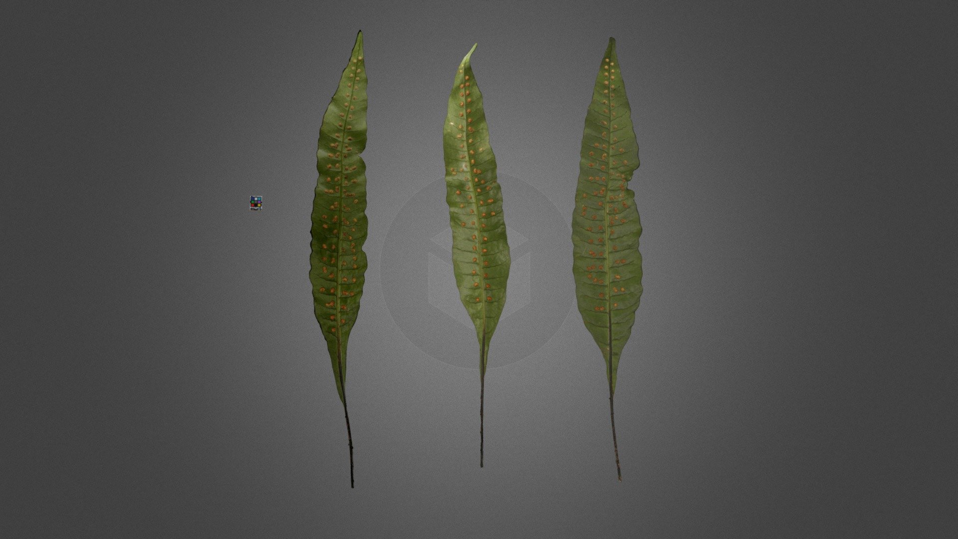 CC0 クリハラン Ribbon Fern, Neocheiropteris ensata - Download Free 3D model ...