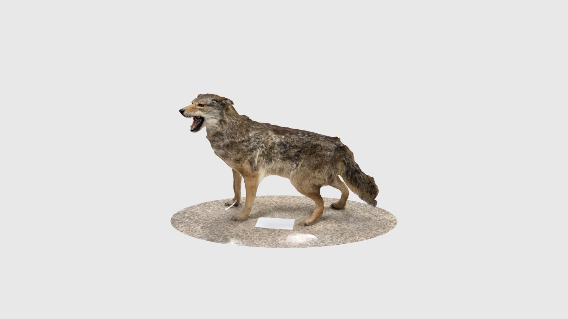 Coyote1 - Download Free 3D model by feranec [f1c8c31] - Sketchfab