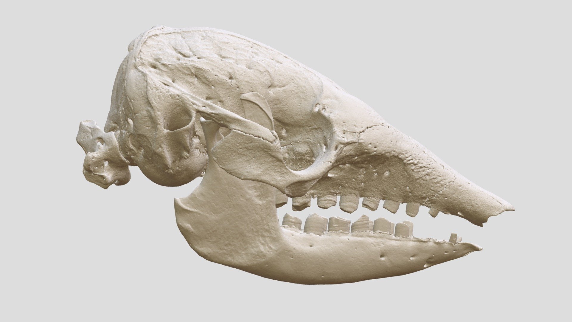 Chaetophractus vellerosus (MSB:Mamm:58990) - 3D model by Biodiversity ...