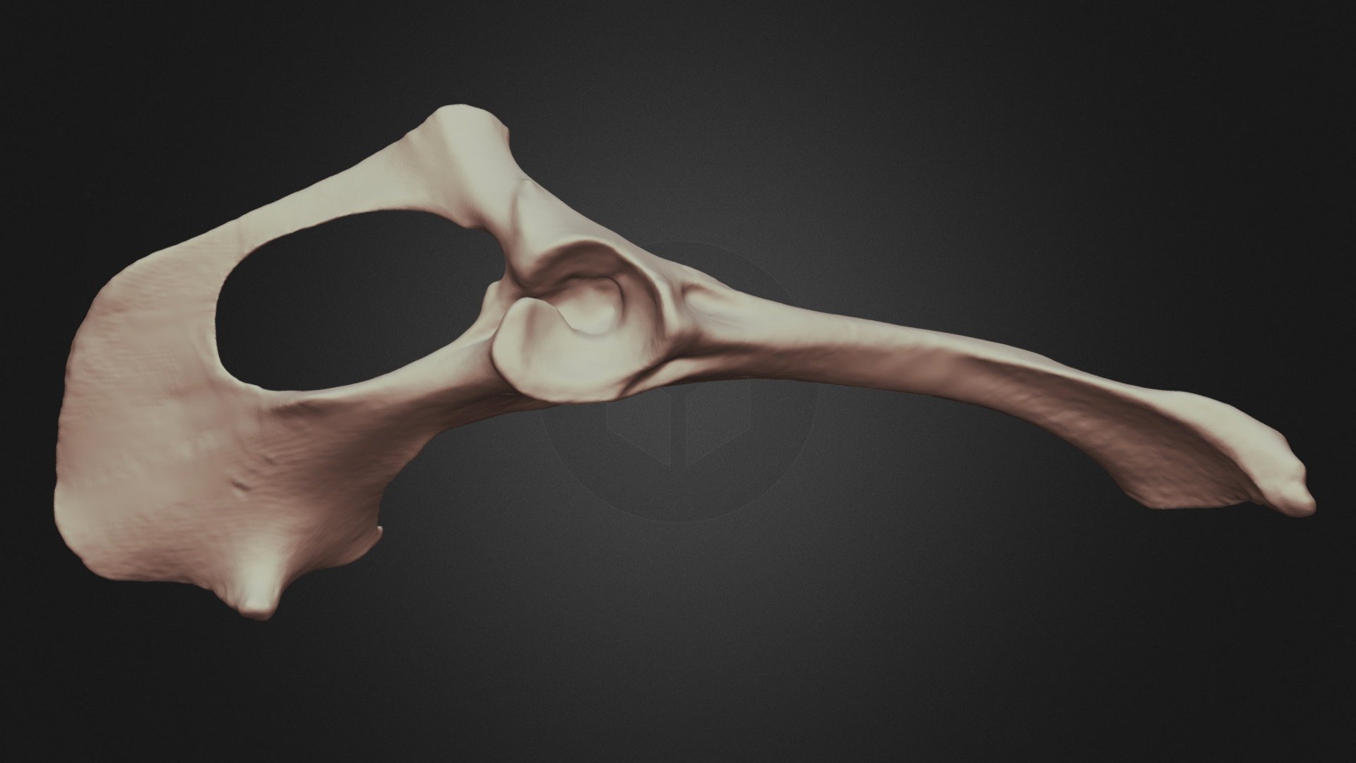 Rangifer tarandus (Caribou) Left Os Coxa - 3D model by Lakehead ...