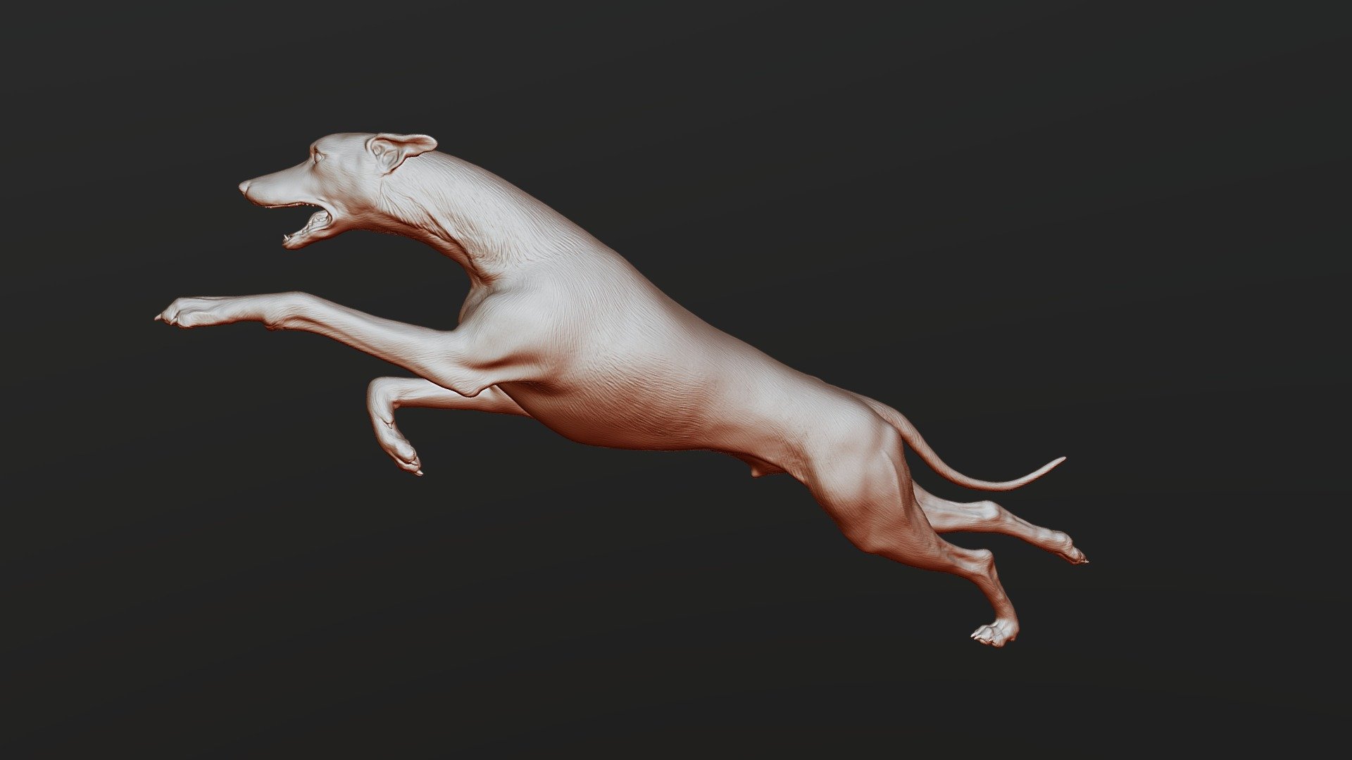 Miles (Whippet) Leaping Pose - Buy Royalty Free 3D model by ...
