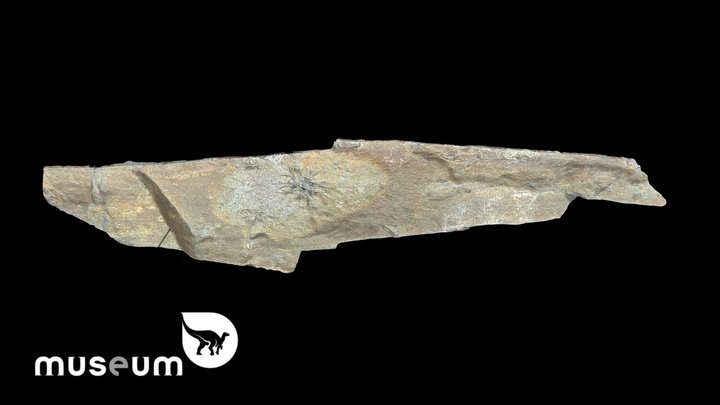Sphenophyllostachys 3D models - Sketchfab