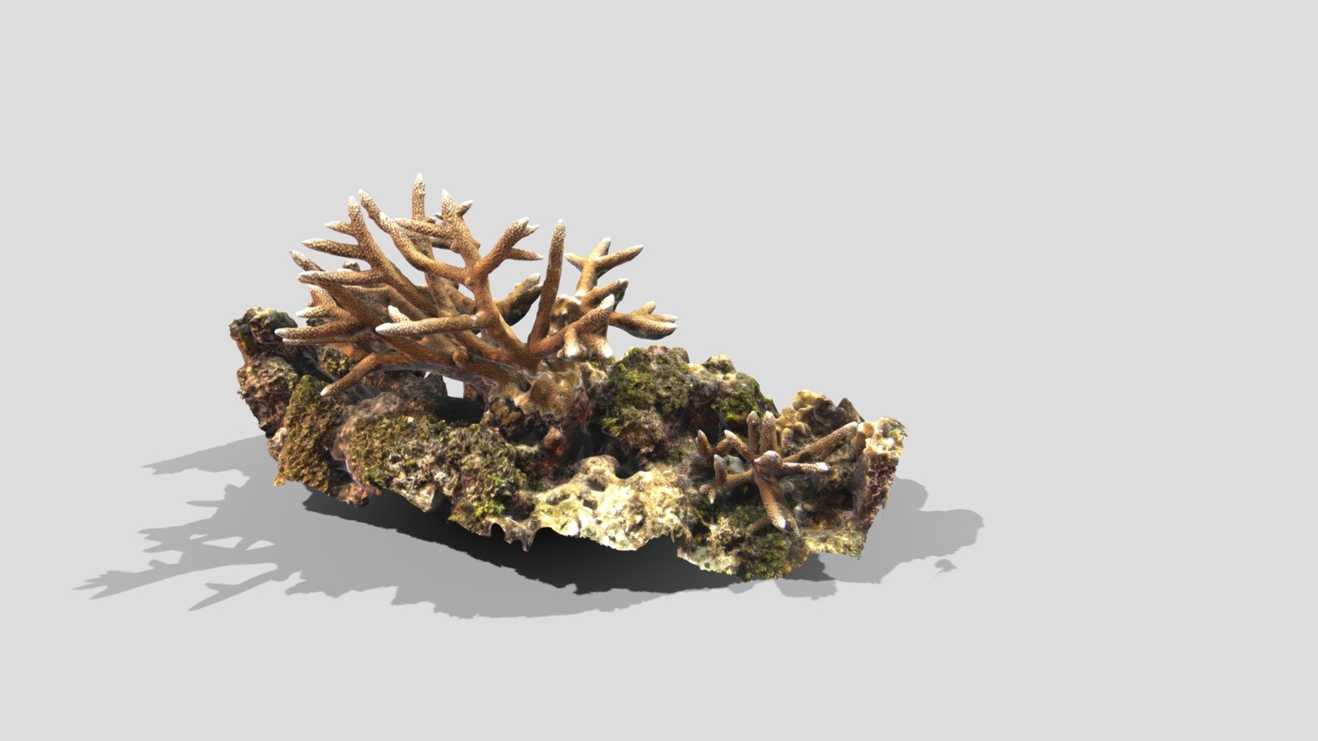 Staghorn Coral / Acropora cervicornis - Buy Royalty Free 3D model by ...