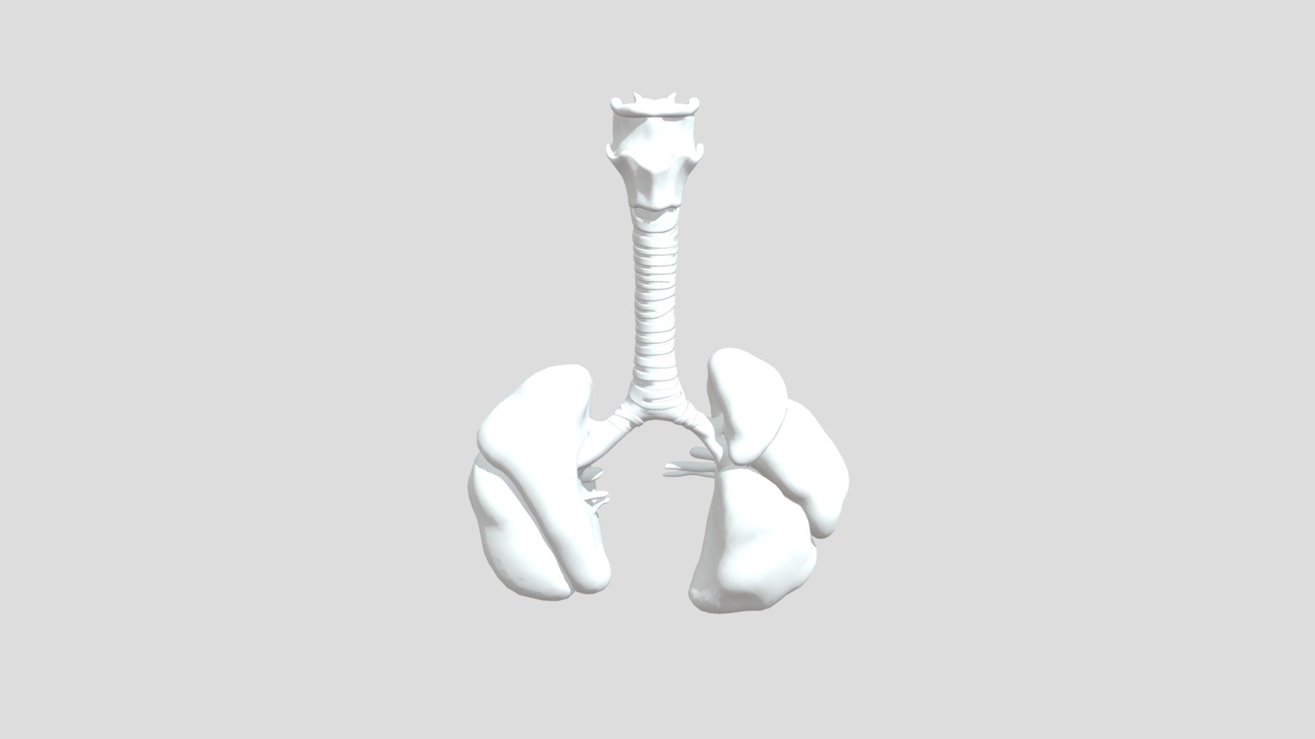 16 week fetal lung (realistic) - 3D model by Education Resource Fund ...