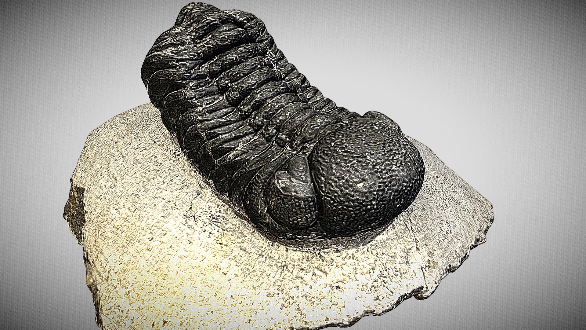 Trilobite_1 - Buy Royalty Free 3D model by MADD Designs (@TDModel ...
