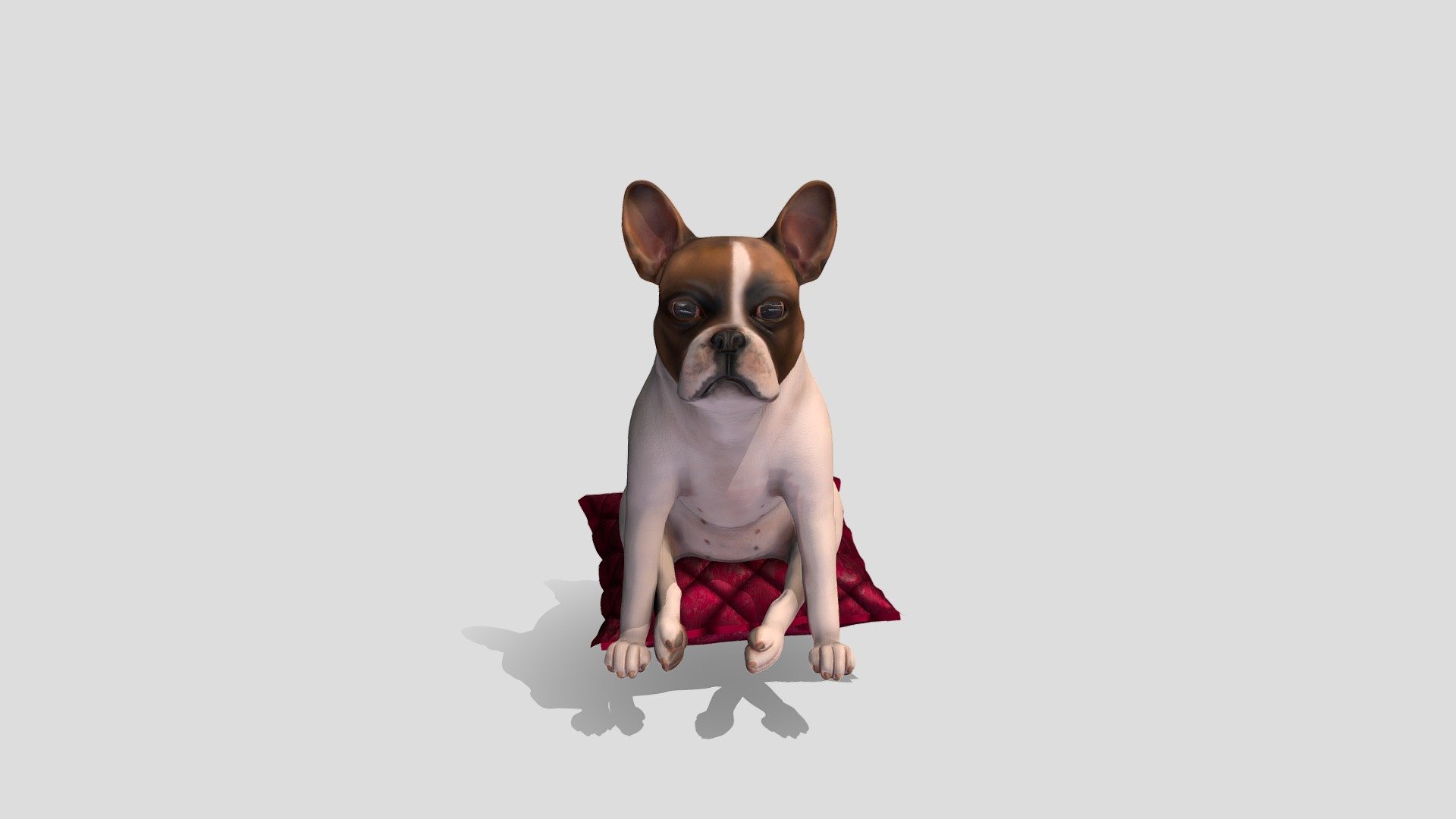 Didi the Frenchie - 3D model by lekaviciutelaura [f1e40f5] - Sketchfab