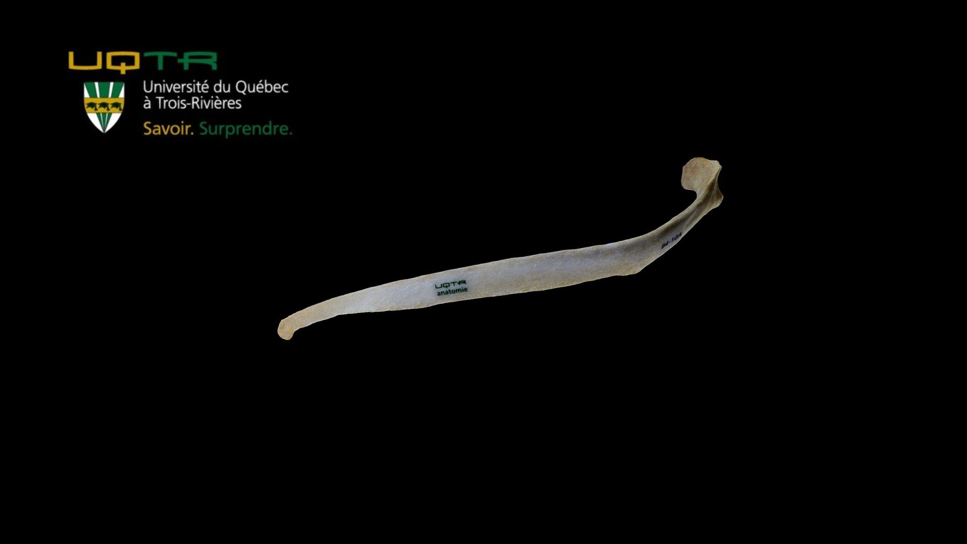 Côte type gauche / Left typical rib - 3D model by Anatomie UQTR ...