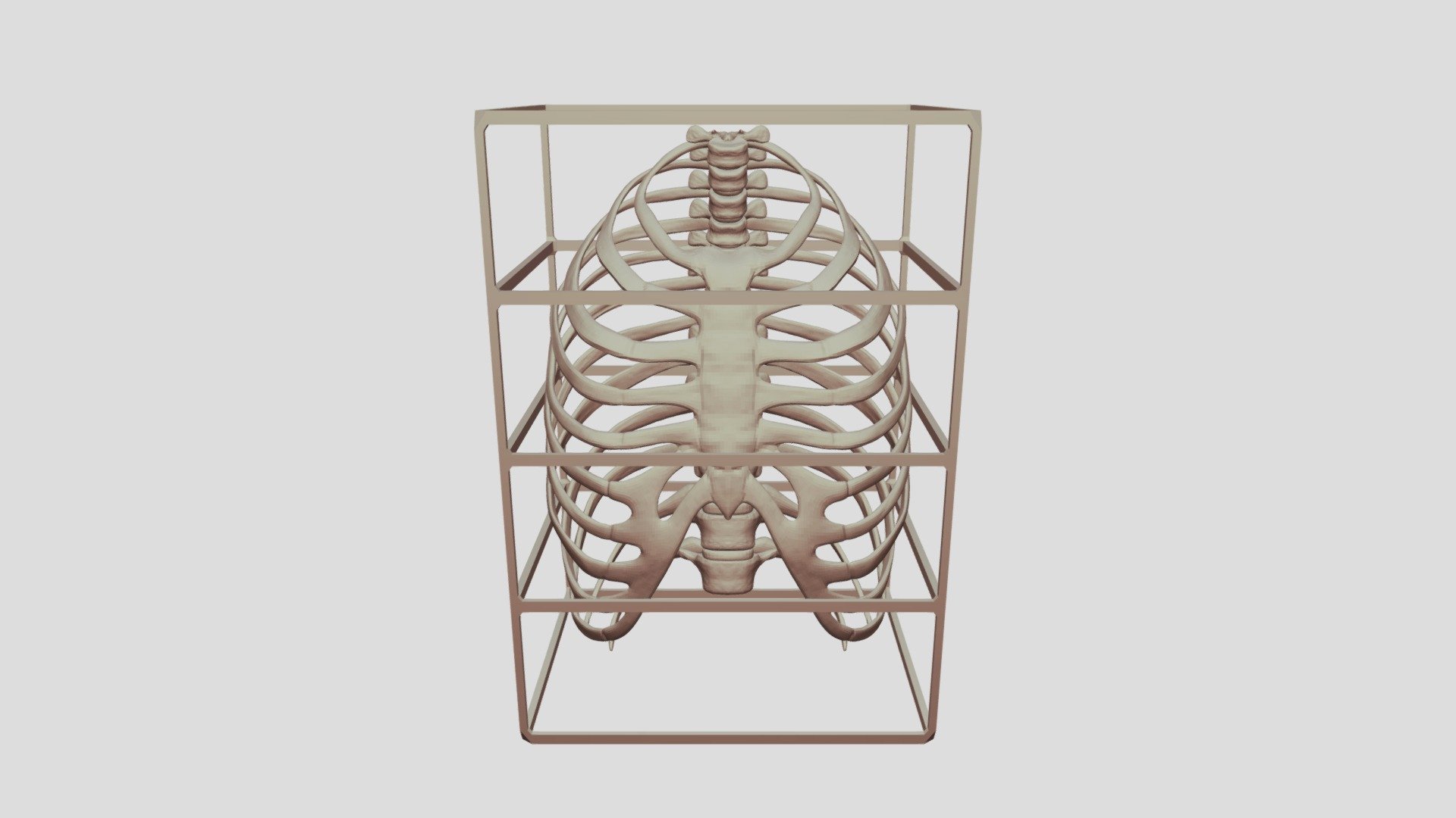 - Ribcage_2 - 3D model by curse488 [f1f16bc] - Sketchfab