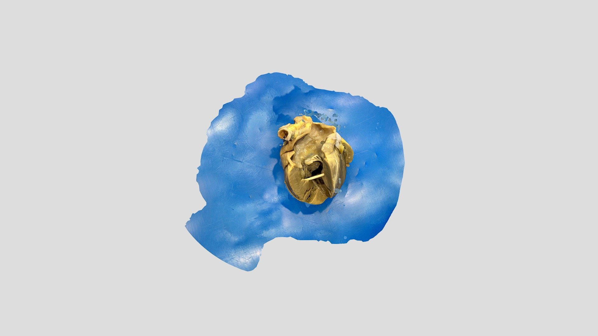 Heart from a dog - Download Free 3D model by vetpath [f1f49bf] - Sketchfab