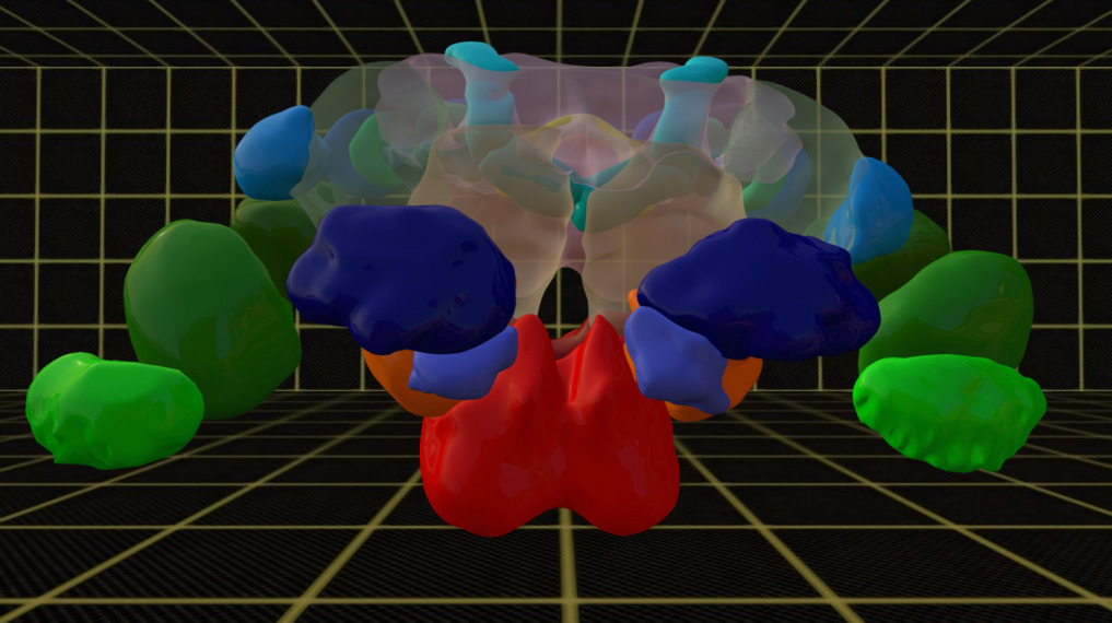 Male Clonal Raider Ant Brain - Download Free 3D model by smckenzie ...