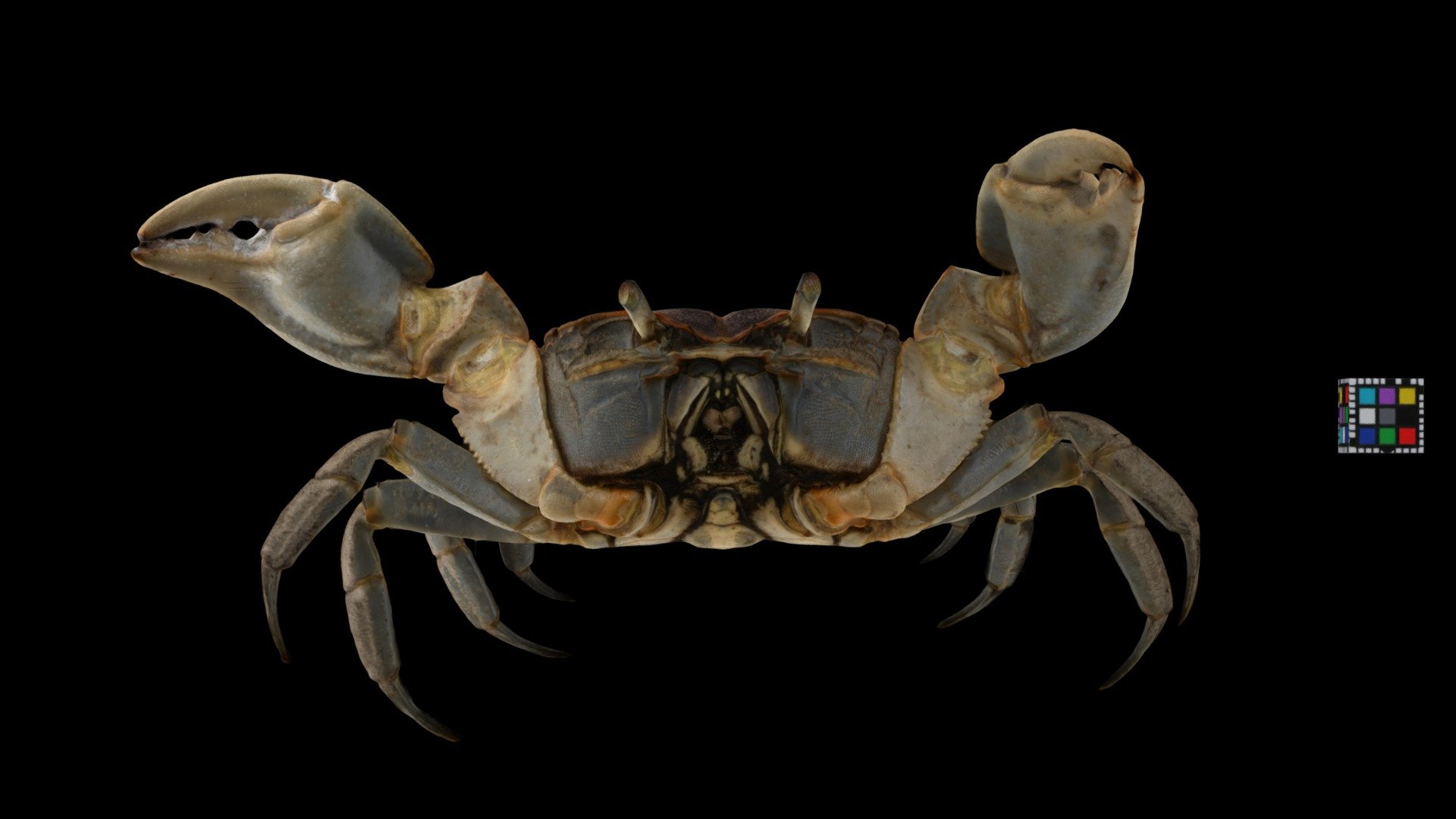ハマガニ ♂ Mudflat crab, Chasmagnathus convexus - Download Free 3D model by ...