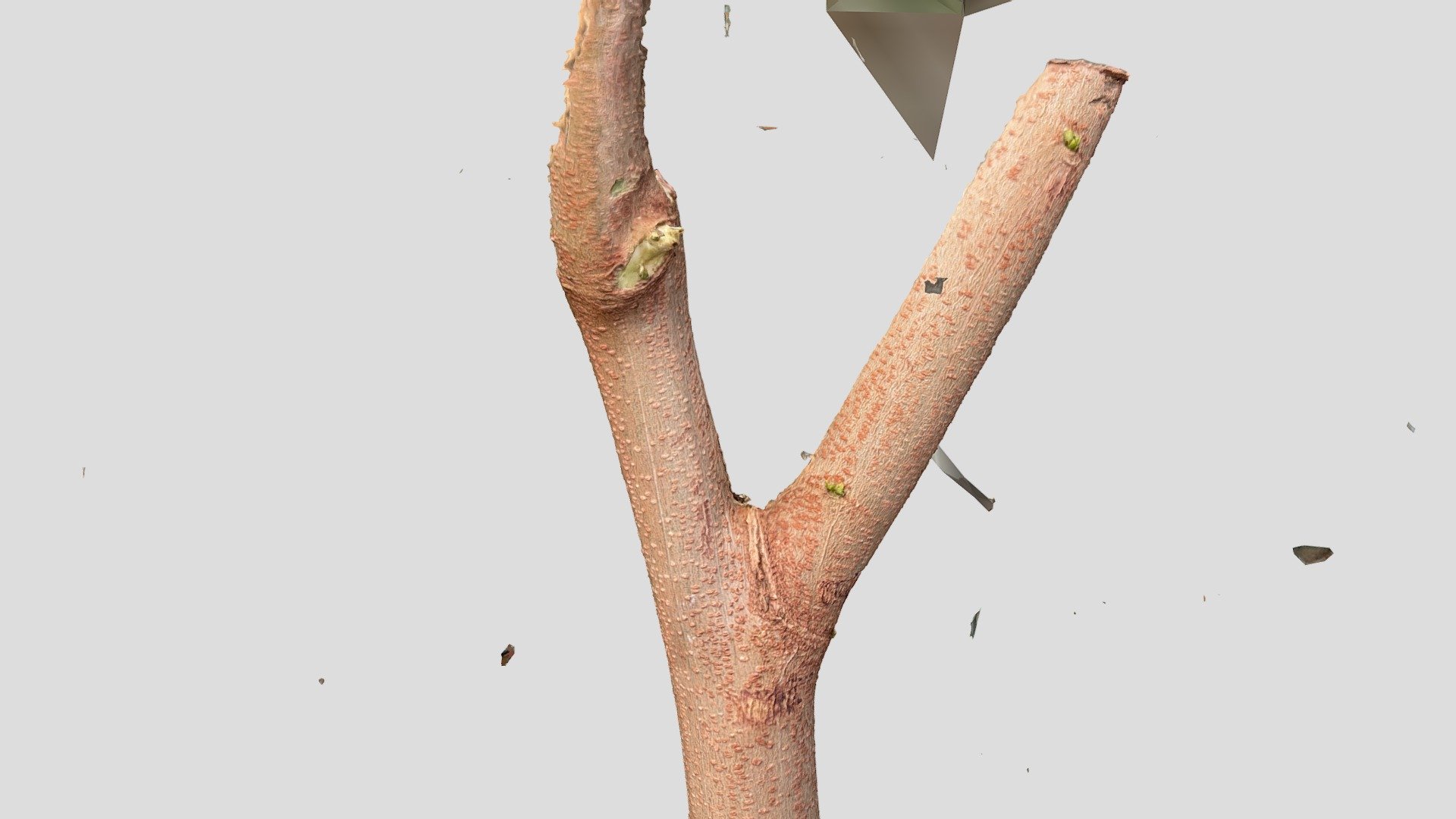 twig - Download Free 3D model by Daneyal23 [f1fc7bb] - Sketchfab