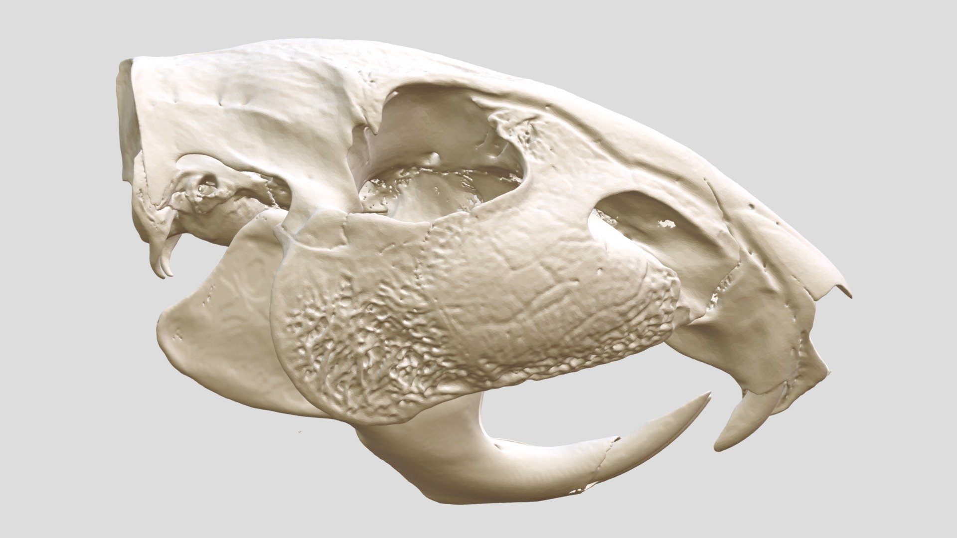 Cuniculus paca (MSB:Mamm:56084) - 3D model by Biodiversity [f1fdcbe ...
