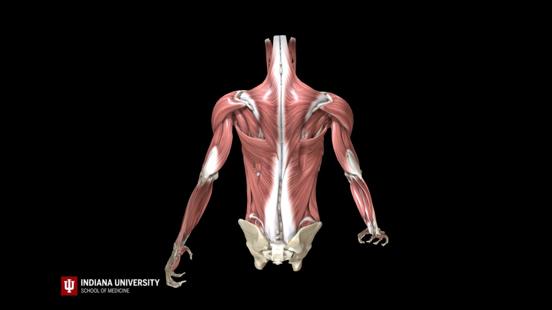 Shoulder - Rotator Cuff: Empty Can Test - Female - 3D model by Znyth ...