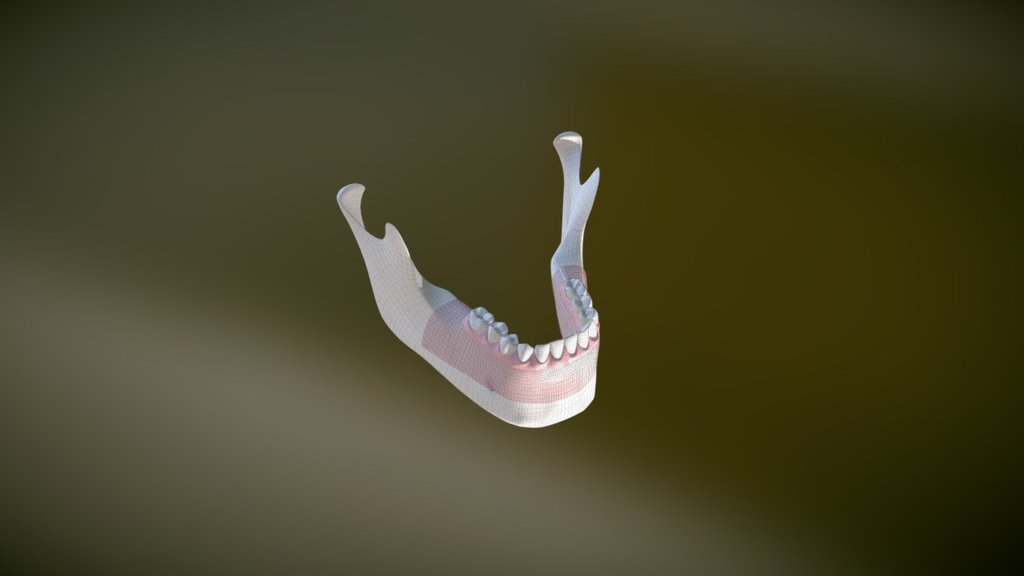 Denture Model A - 3D model by CBowman [f200c35] - Sketchfab
