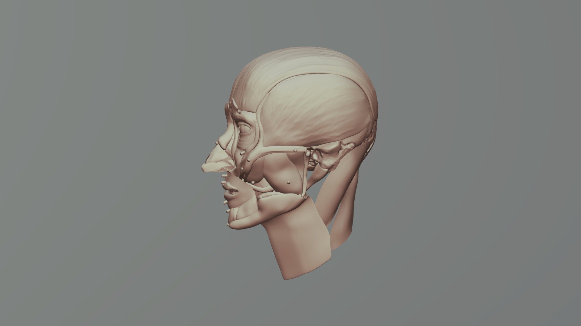 Skull - 3D model by makeitreal.art [f207b07] - Sketchfab